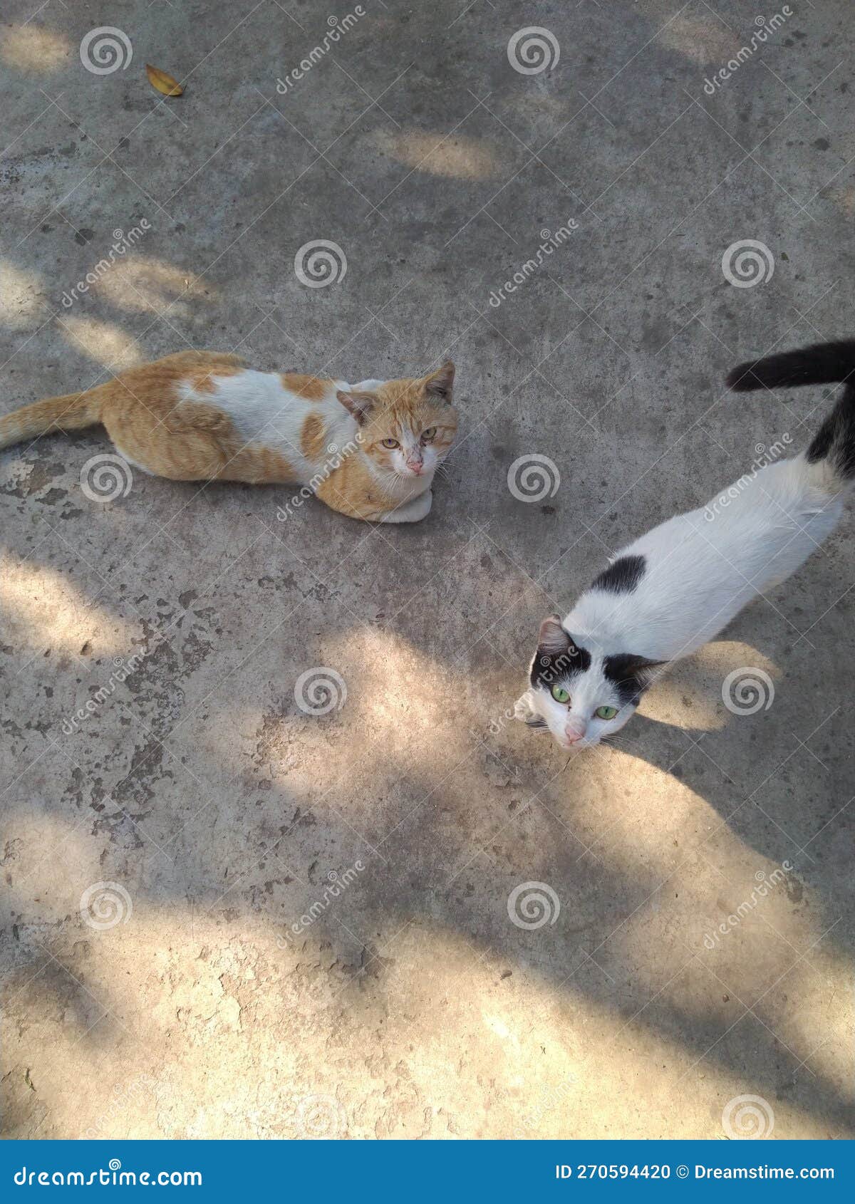 2 cats playing stock photo. Image of wildlife, winter - 270594420