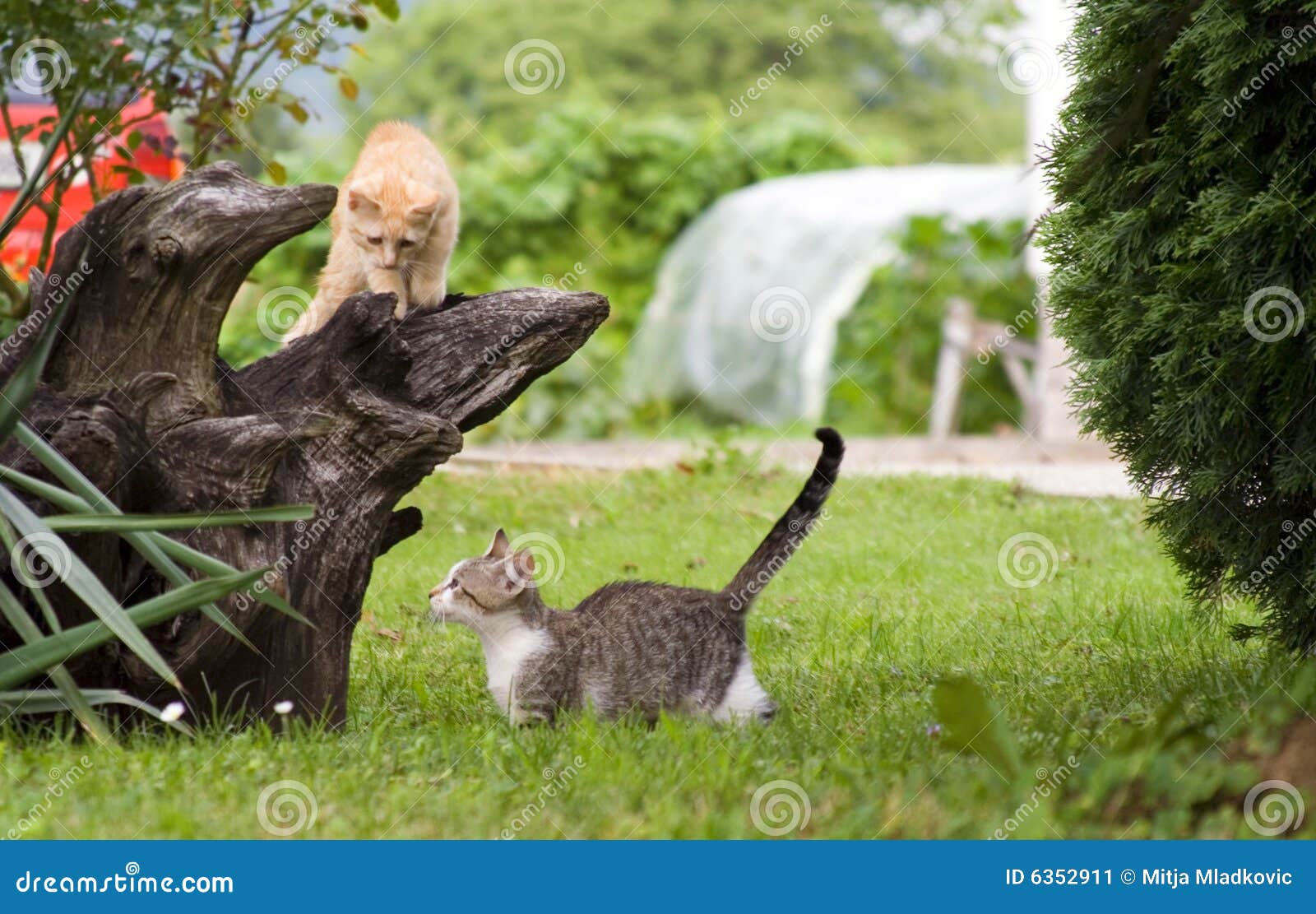 Cats playing stock image. Image of pets, play, playing - 6352911