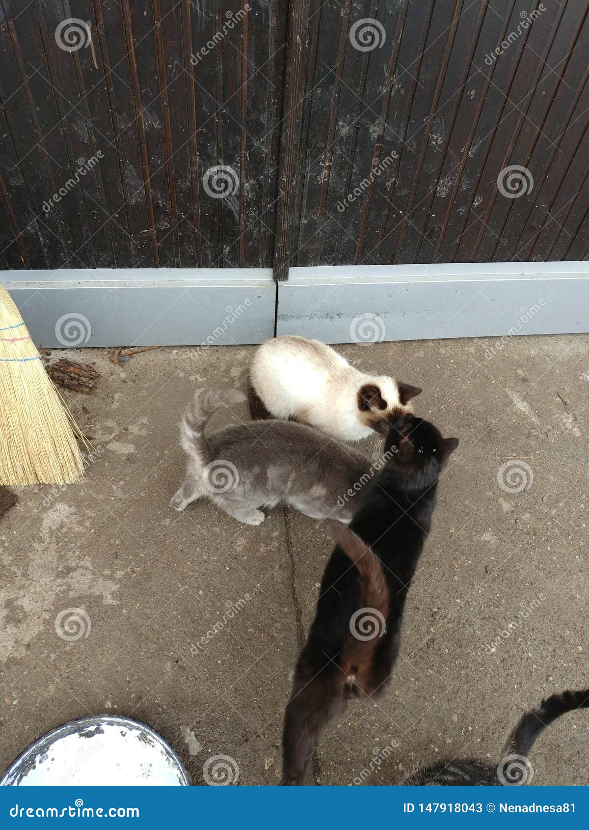 Cats playing around stock image. Image of garage, playing - 147918043