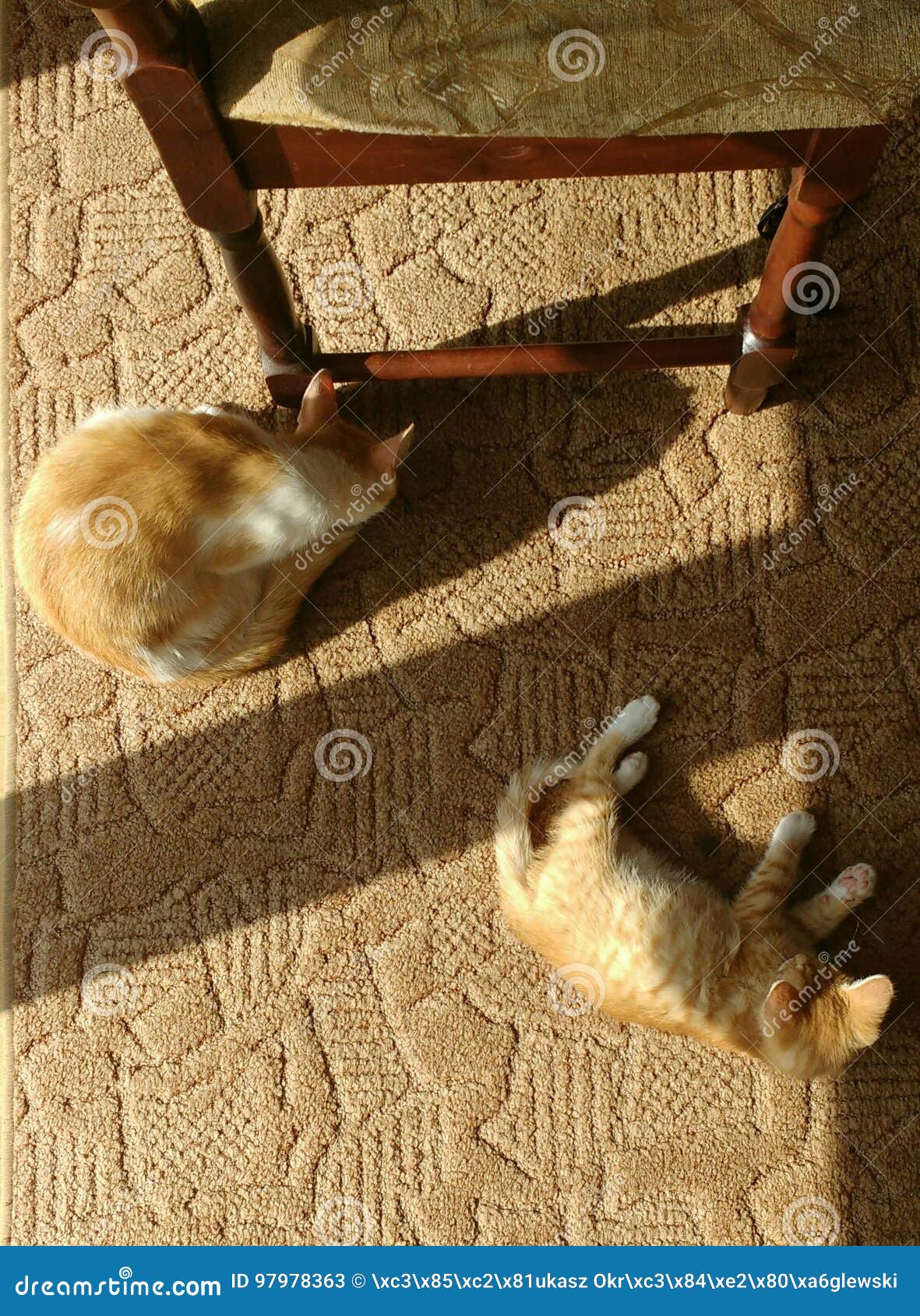 Cats playing around stock image. Image of adorable, chair - 97978363