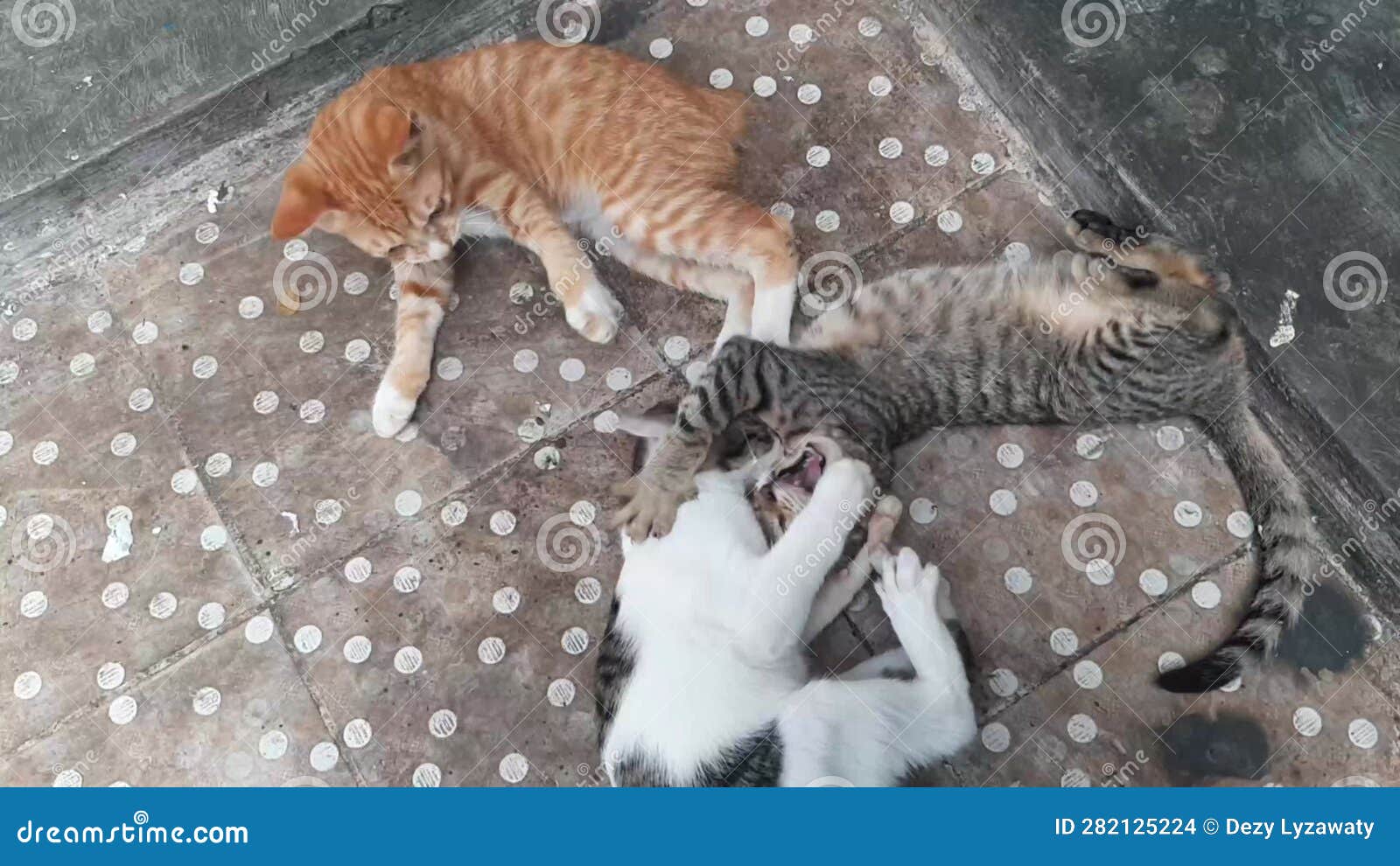 Three Kittens Playing on the Floor Stock Footage - Video of kittens ...