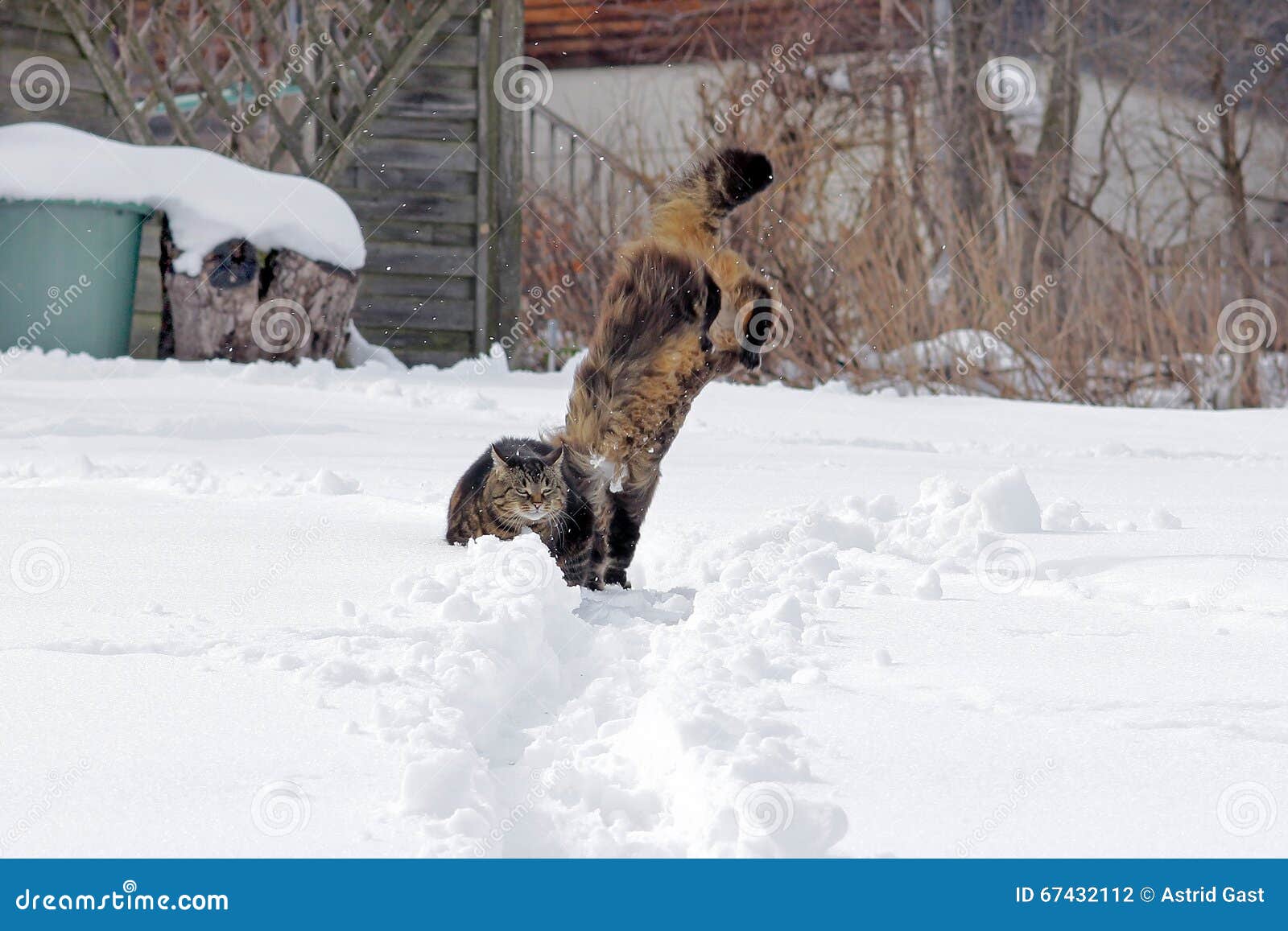 Cats Playing and Jumping in Snow Stock Photo - Image of hunt, winter ...