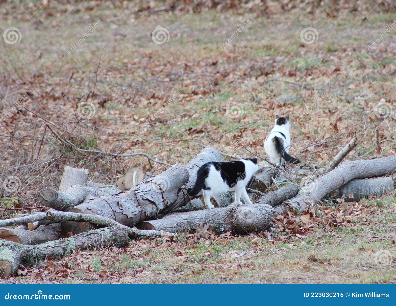 Cats Playing and Romping Around in the Fields Stock Photo - Image of ...