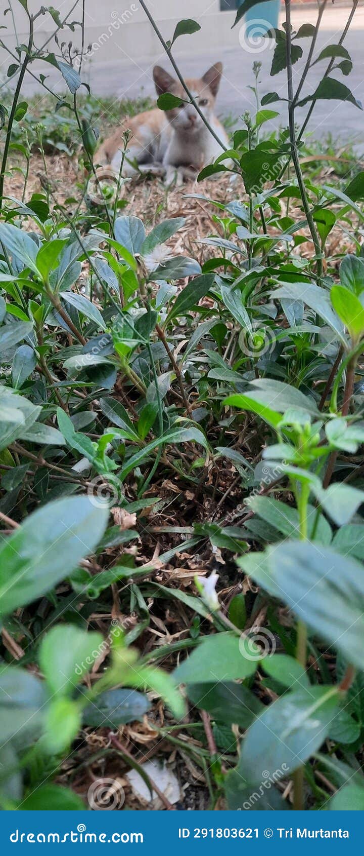 Cats playing in the weeds stock image. Image of tree - 291803621