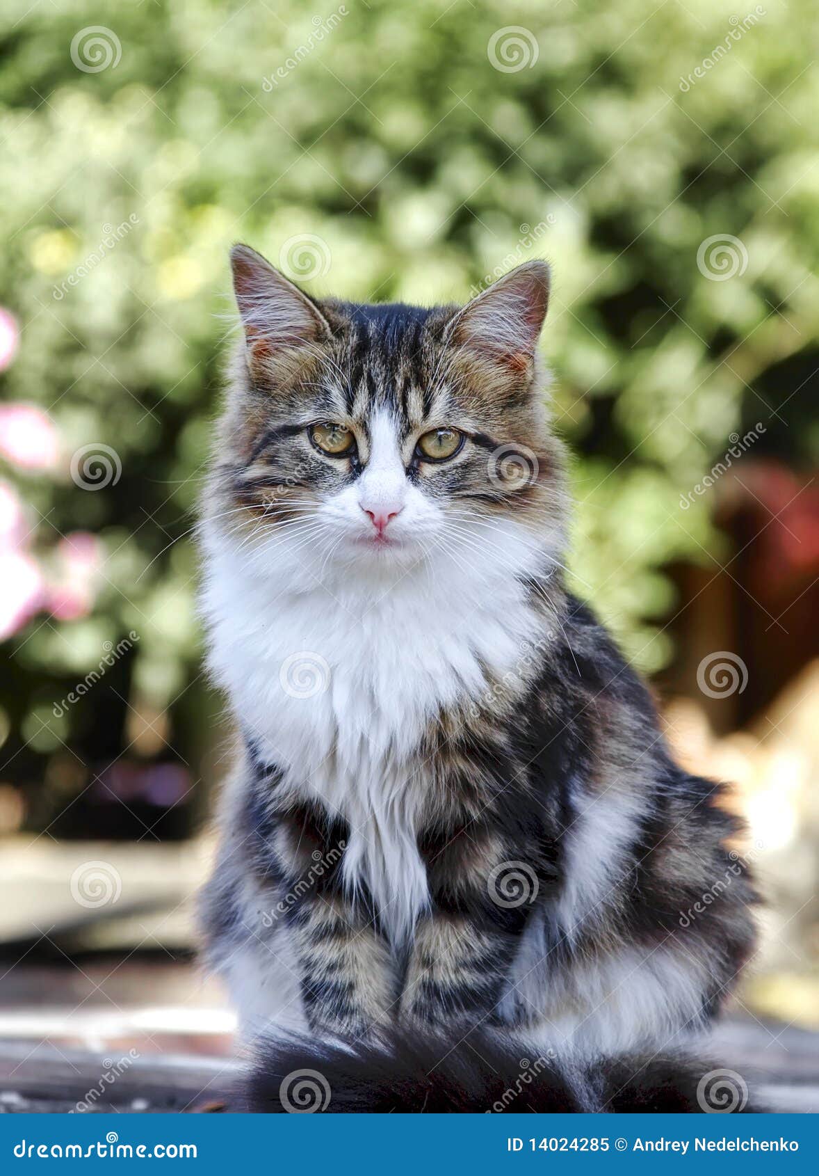The cats portrait stock image. Image of tail, portrait - 14024285