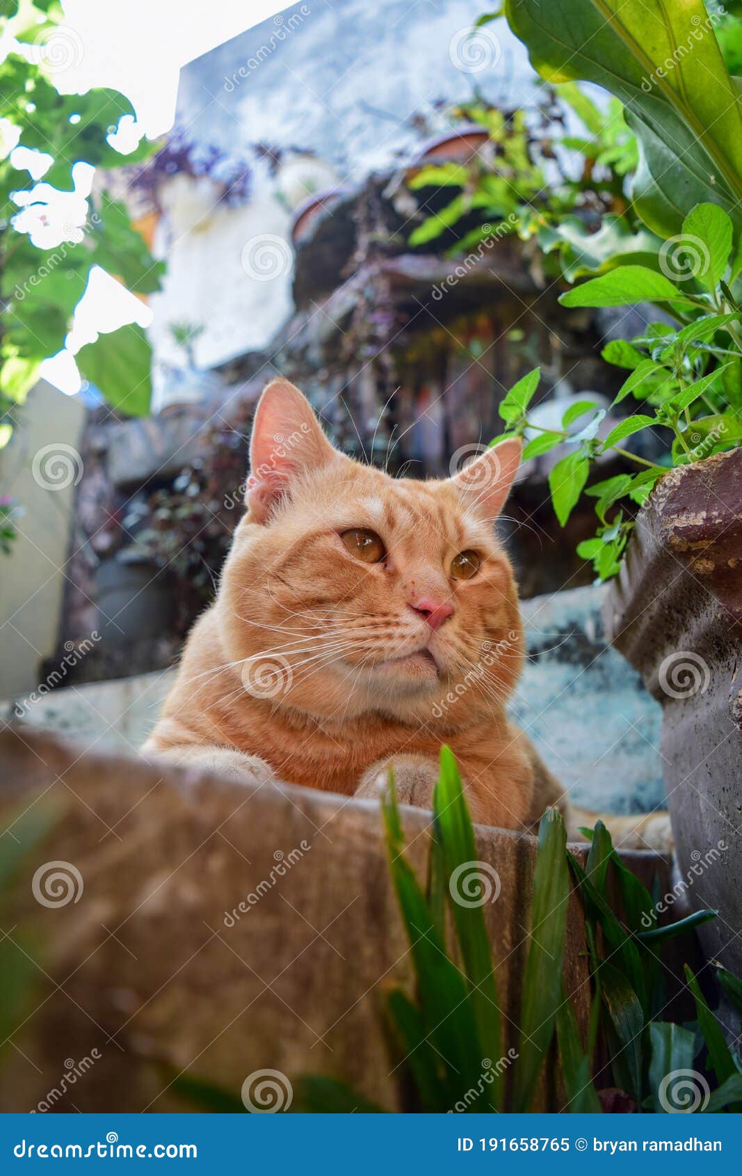 Cats Pretentious handsome stock image. Image of animal - 191658765