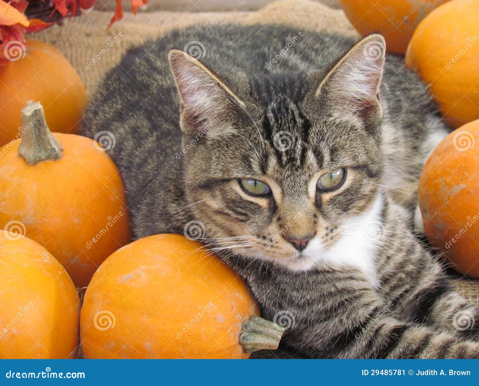 Cats and pumpkins stock image. Image of whiskers, leaves - 29485781