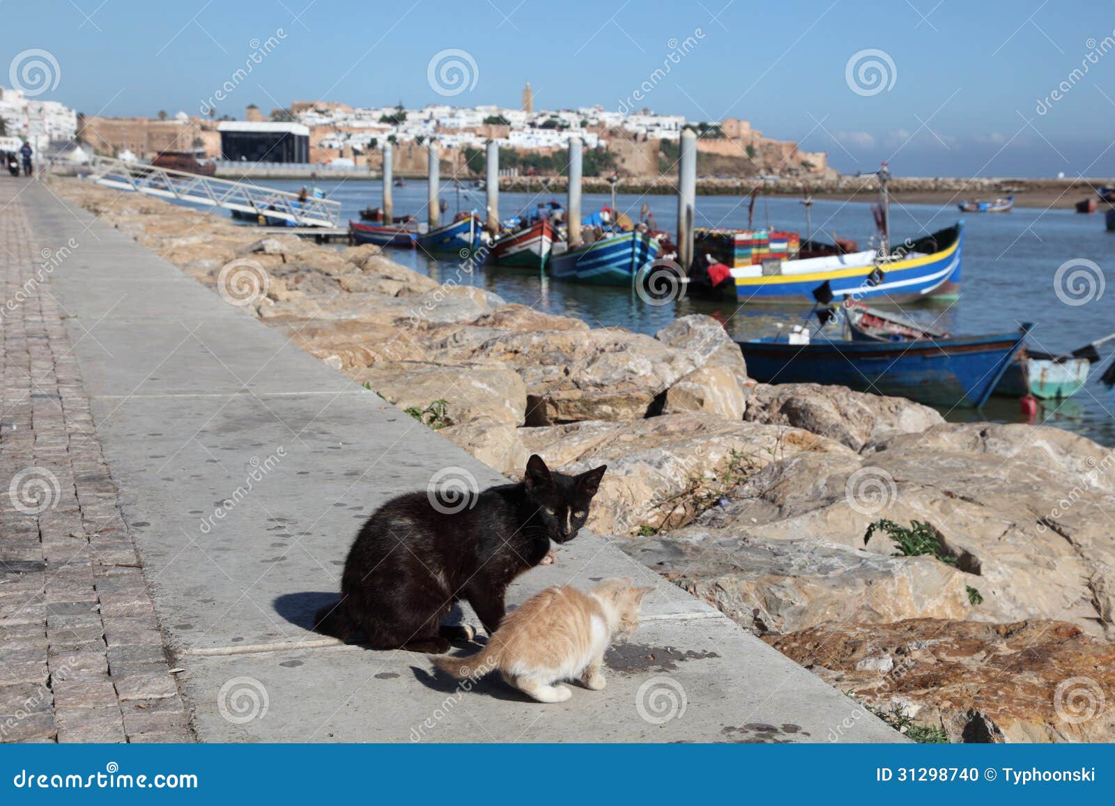Cats in Rabat, Morocco stock photo. Image of fishing - 31298740
