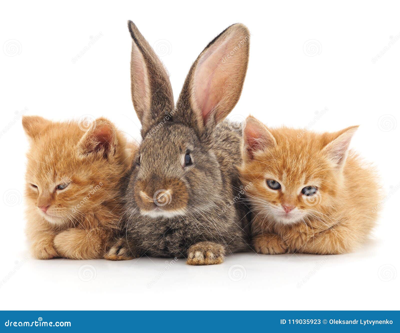 Cats and rabbit. stock image. Image of easter, mammals - 119035923