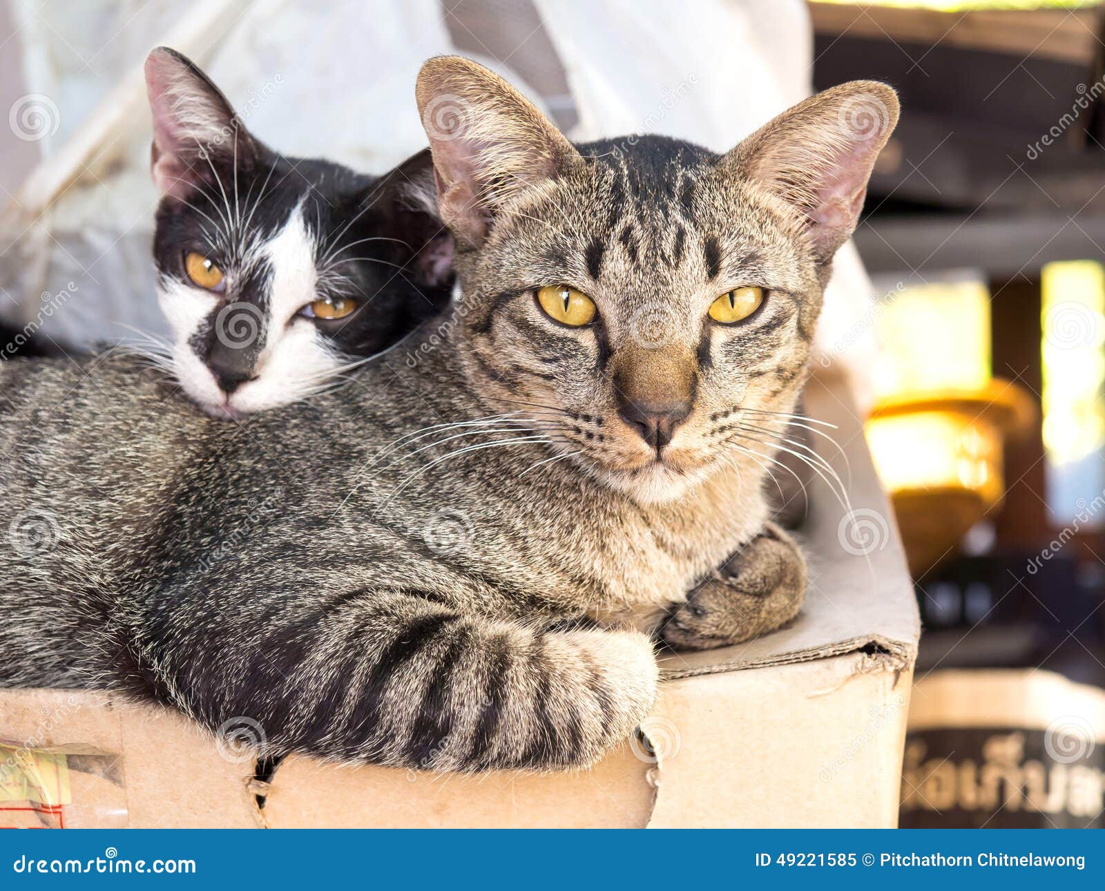 Real Siamese Algae Eater Catfish Crossocheilus Oblongus Aquarium Fish ...