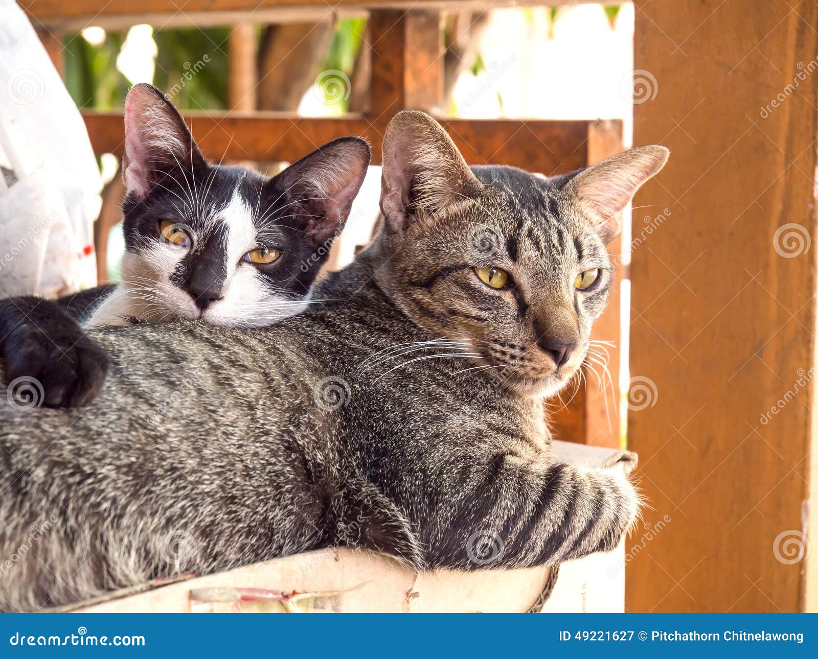 Real Siamese Algae Eater Catfish Crossocheilus Oblongus Aquarium Fish ...