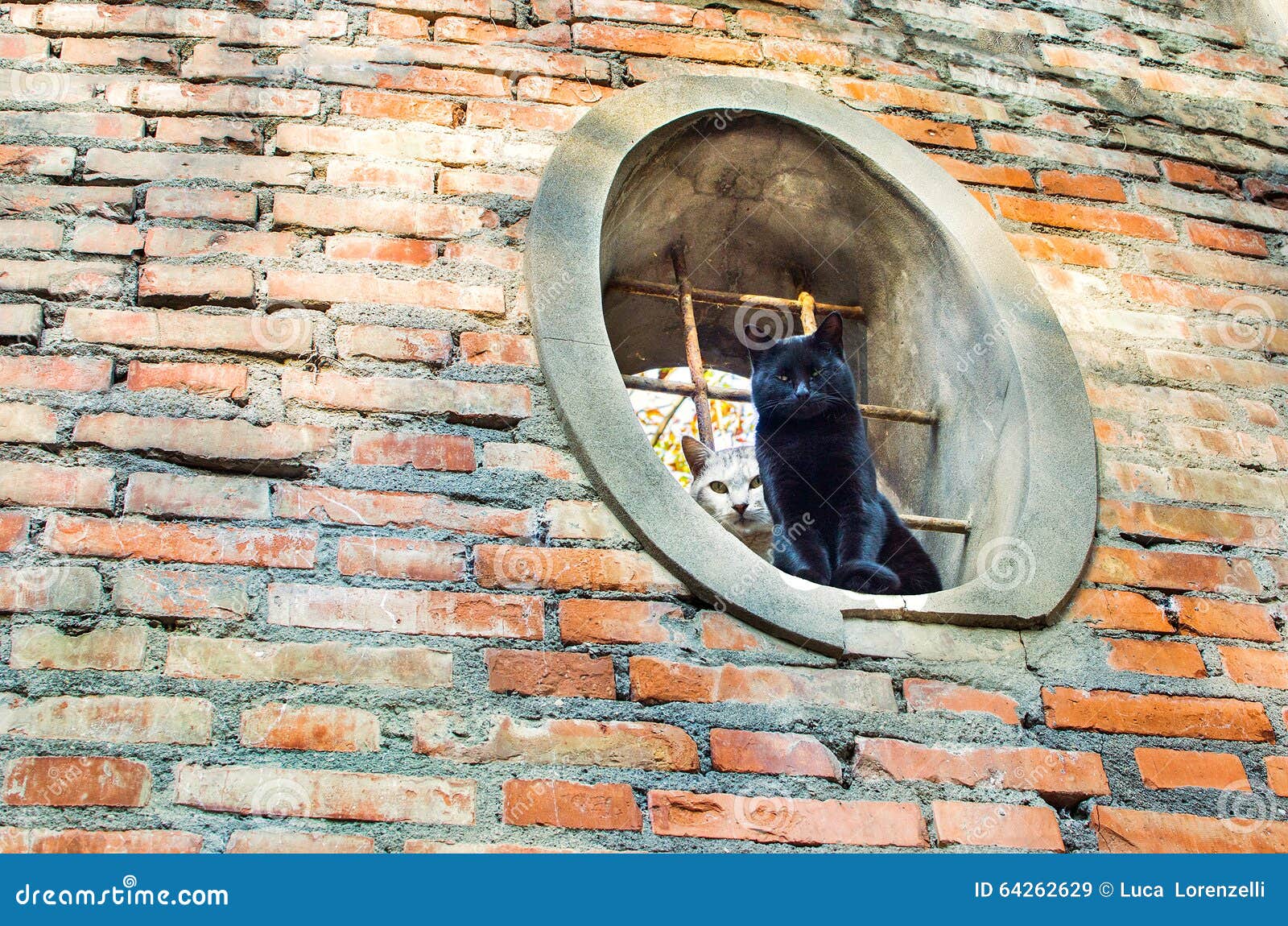 Cats red brick oval window stock image. Image of pets - 64262629