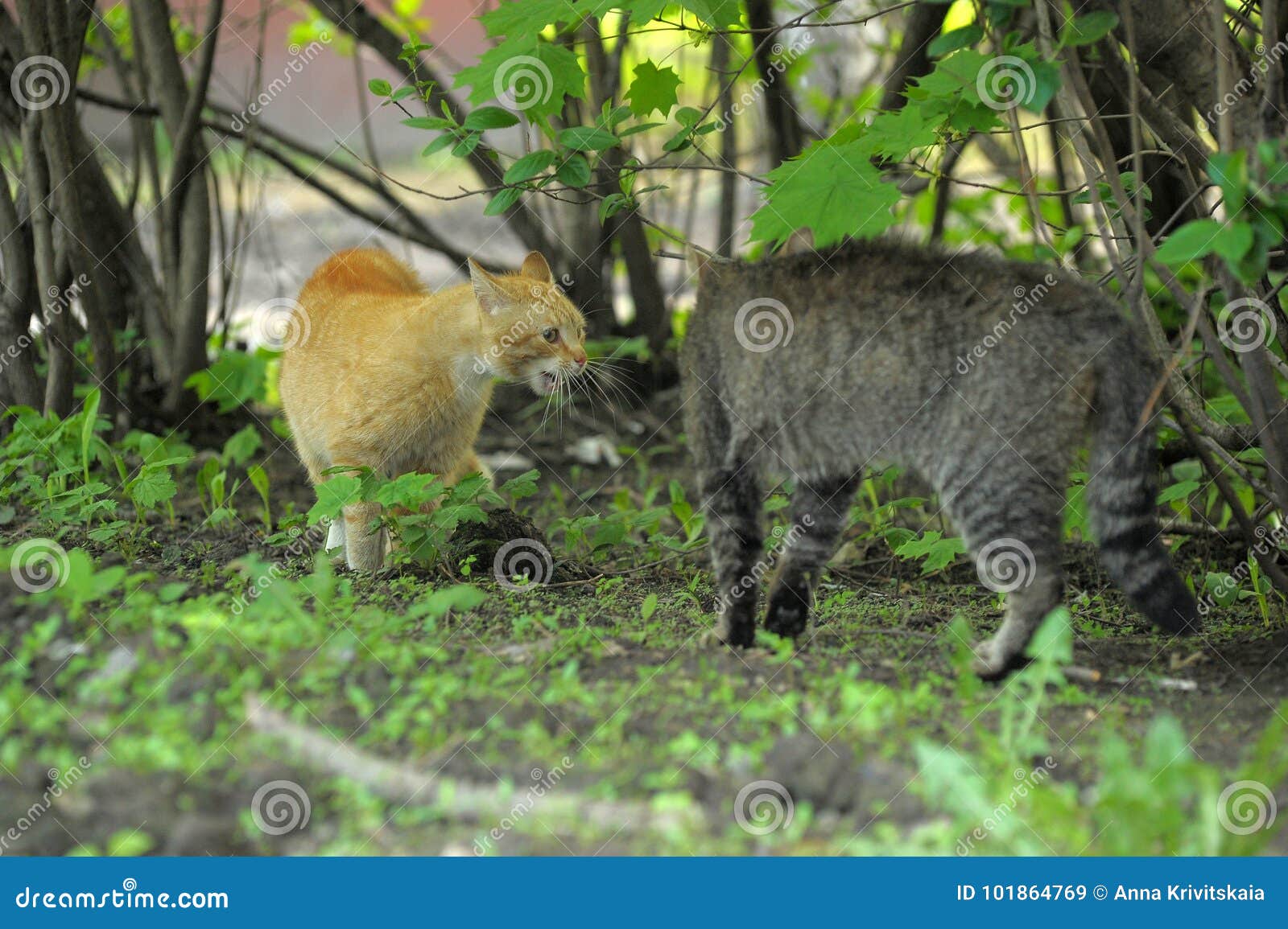 Cats Red and Striped Quarrel in Nature Stock Image - Image of claw ...