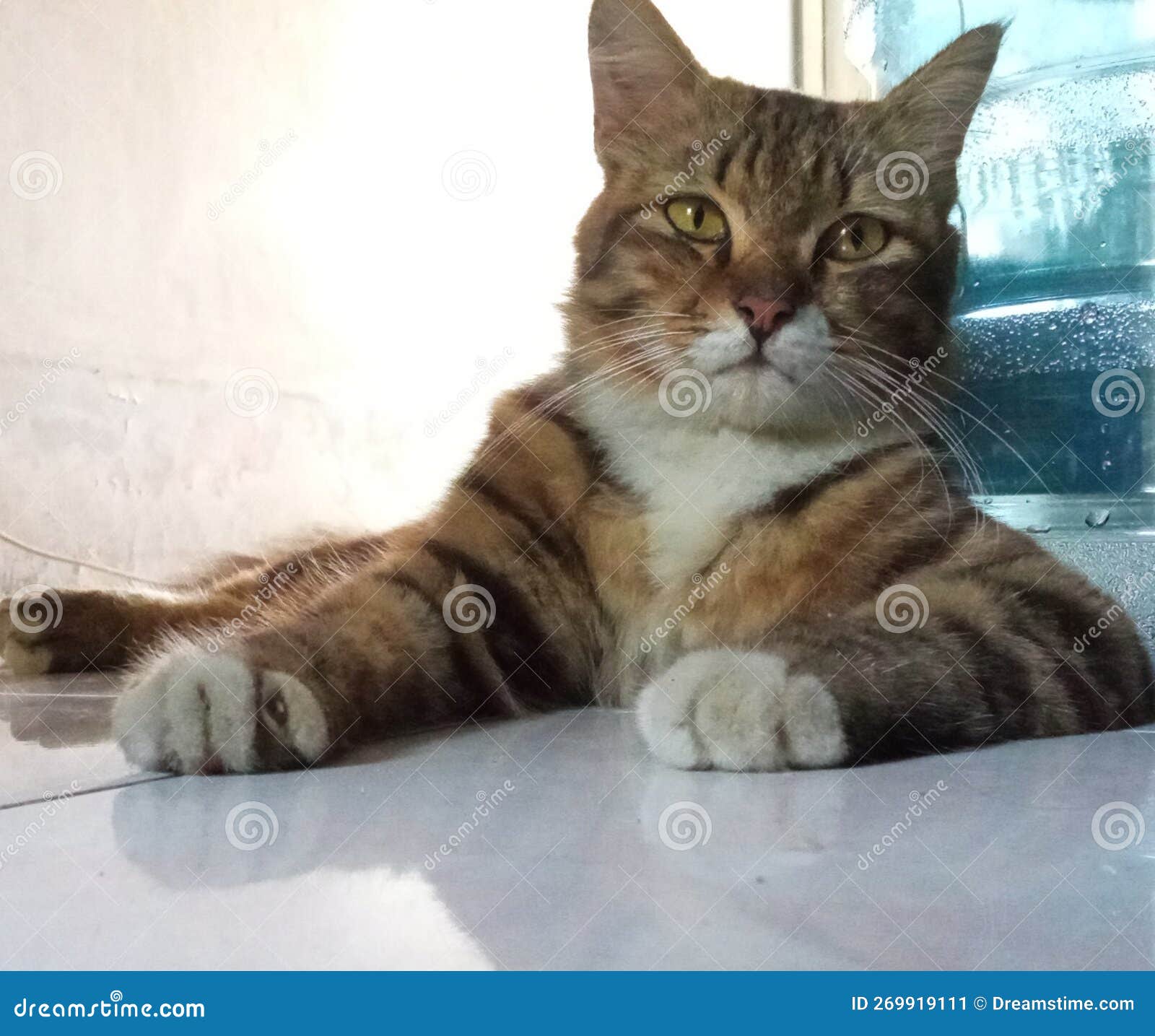 Cats Relax Like on the Beach Stock Image - Image of animal, cats: 269919111