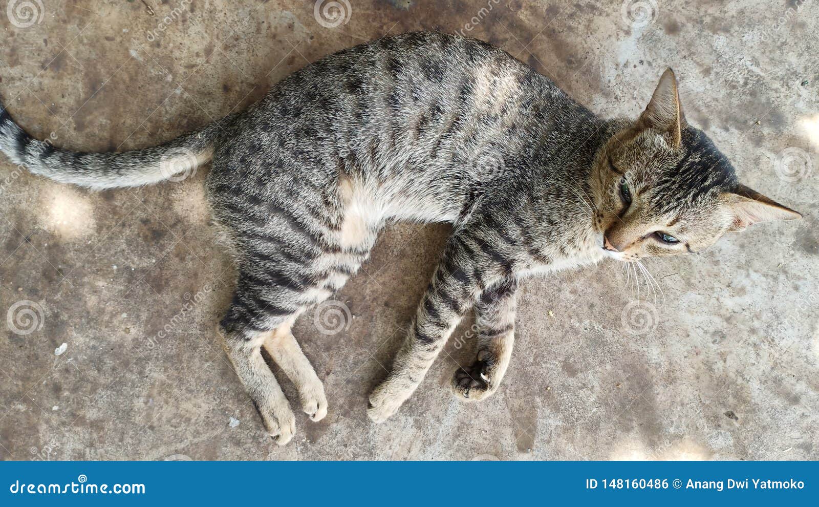 Cats Relax in the Middle of the Road Stock Photo - Image of relax ...