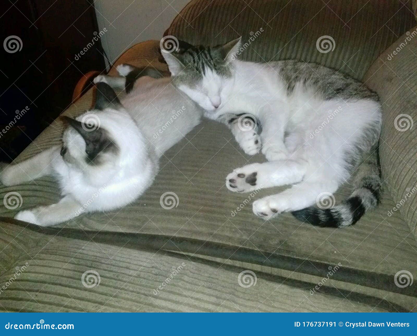 Cats Relaxing stock image. Image of haired, eyes, cyprus - 176737191