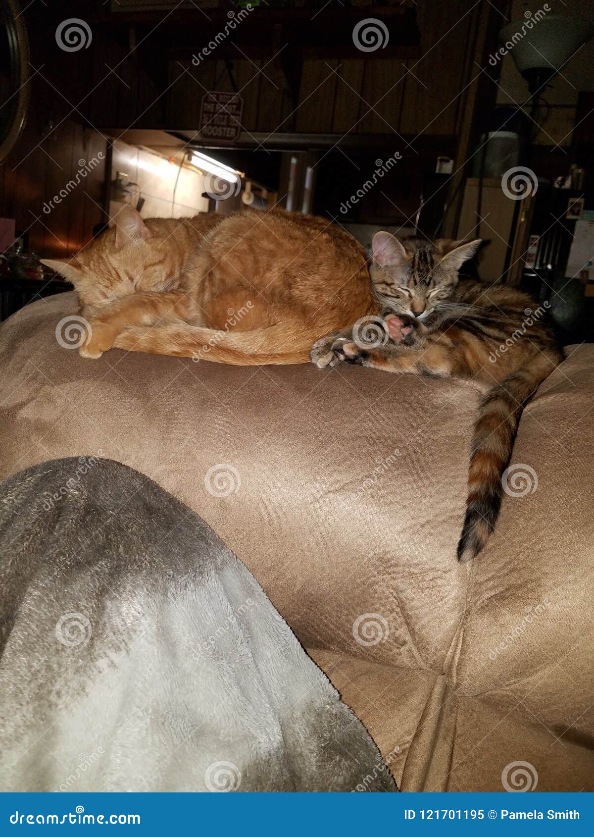 Two cats stock image. Image of resting, nimals, kitten - 121701195