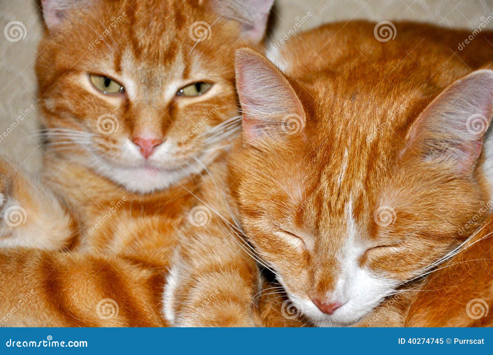 Cats resting together stock image. Image of pets, together - 40274745