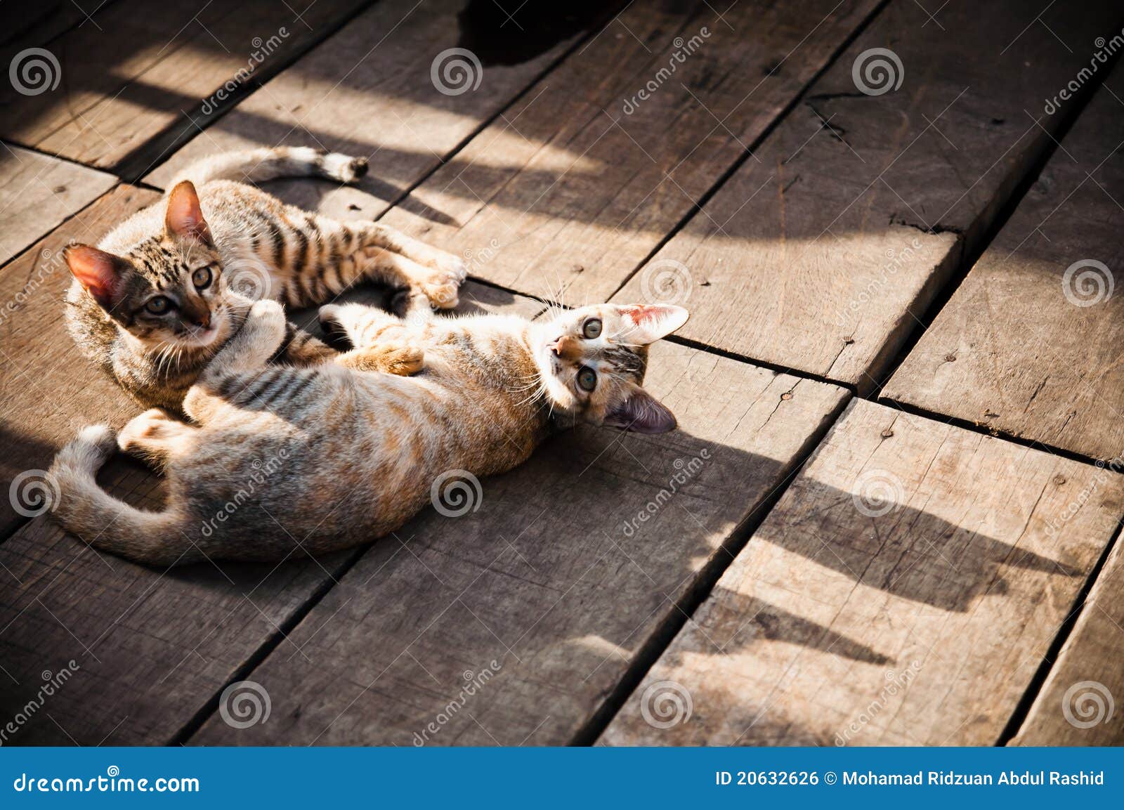 13,760 Resting Cats Stock Photos - Free & Royalty-Free Stock Photos ...