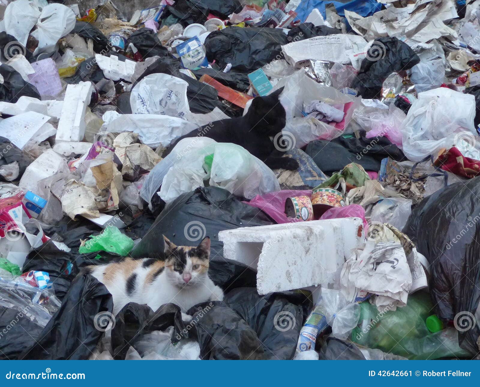 Cats in the Rubbish editorial photo. Image of city, kitty - 42642661