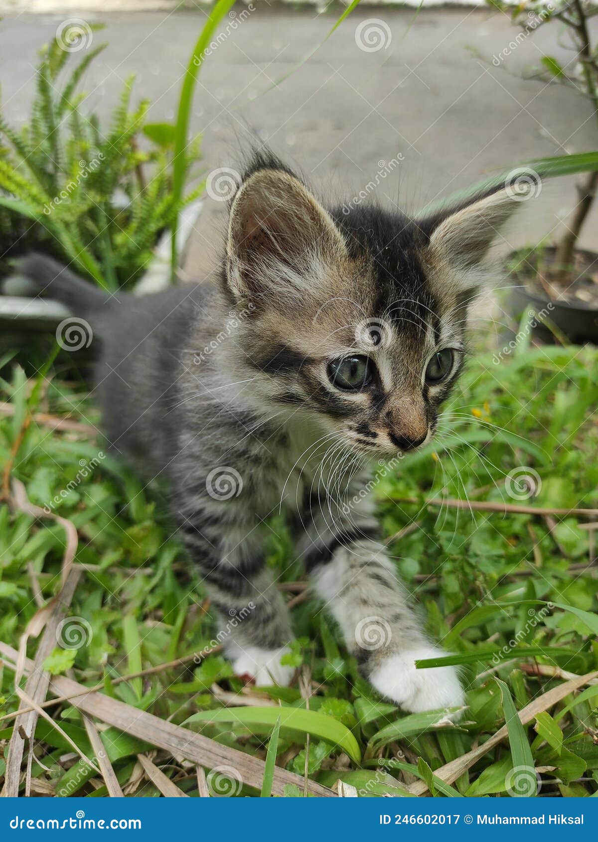 Cats running on grass stock image. Image of wildlife - 246602017