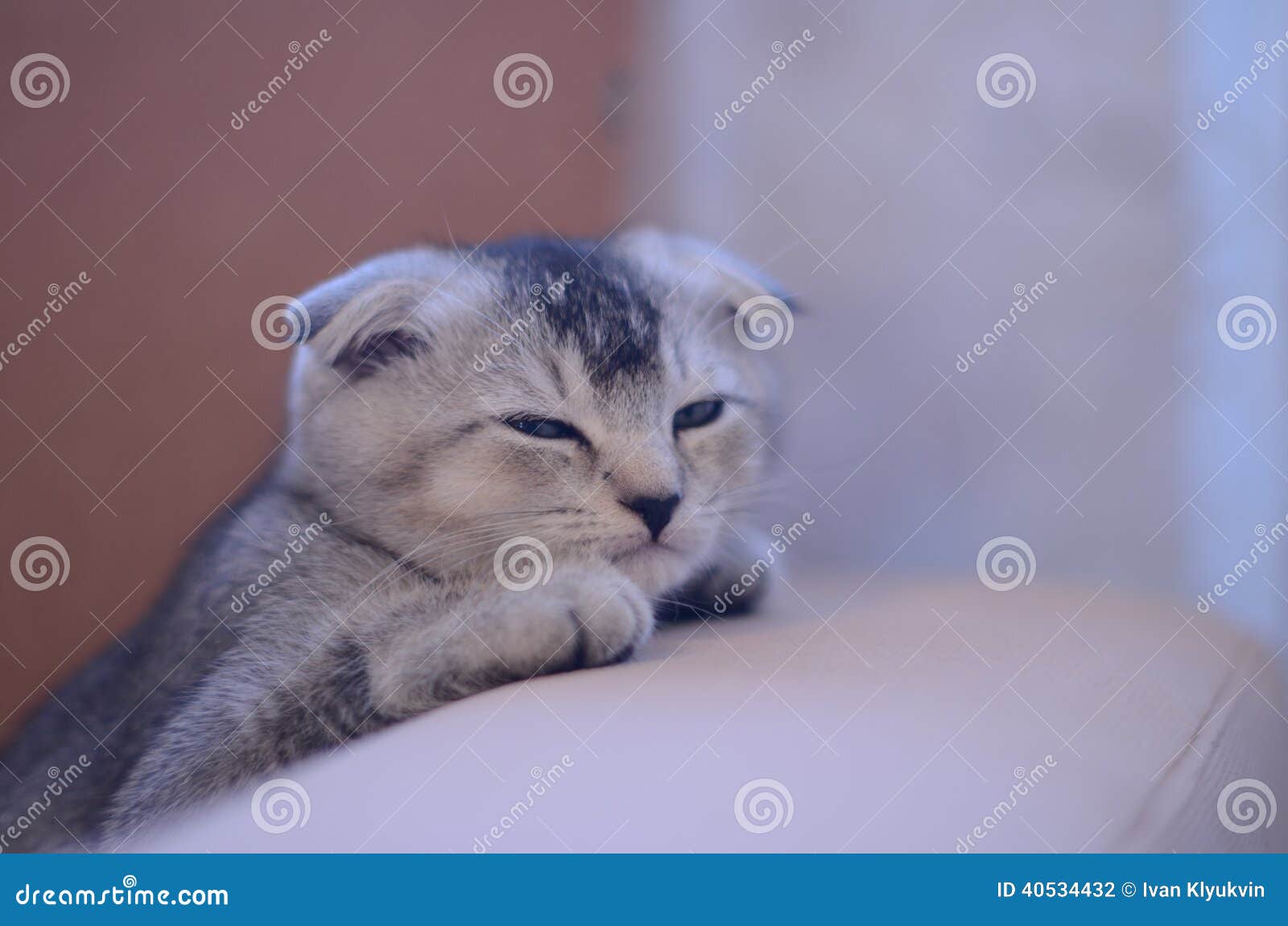 Cats stock photo. Image of lour, scottish, angry, animals - 40534432
