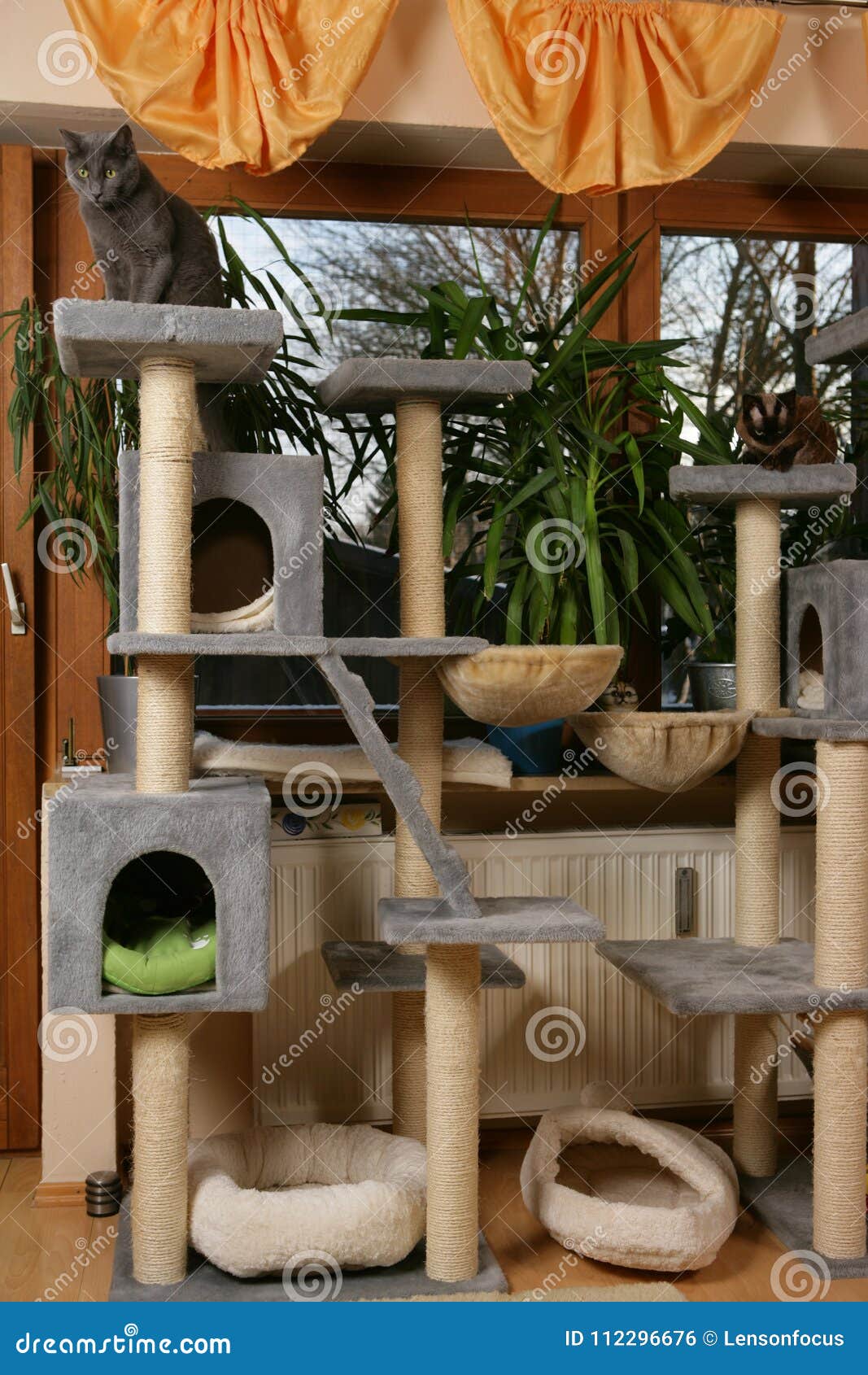 Cats on a scratching tree stock photo. Image of play - 112296676