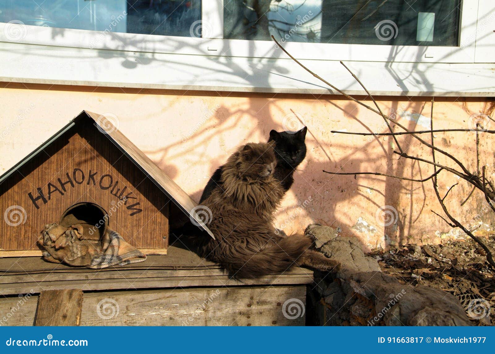 Cats Security Guards in the Industrial Zone Stock Image - Image of ...