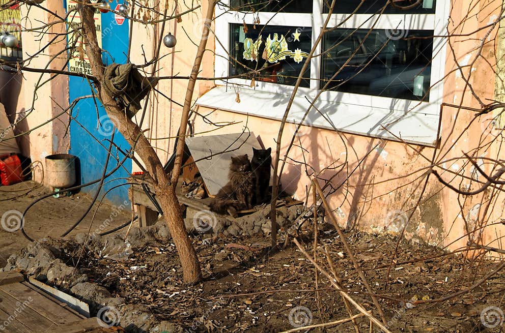 Cats Security Guards in the Industrial Zone Stock Image - Image of ...