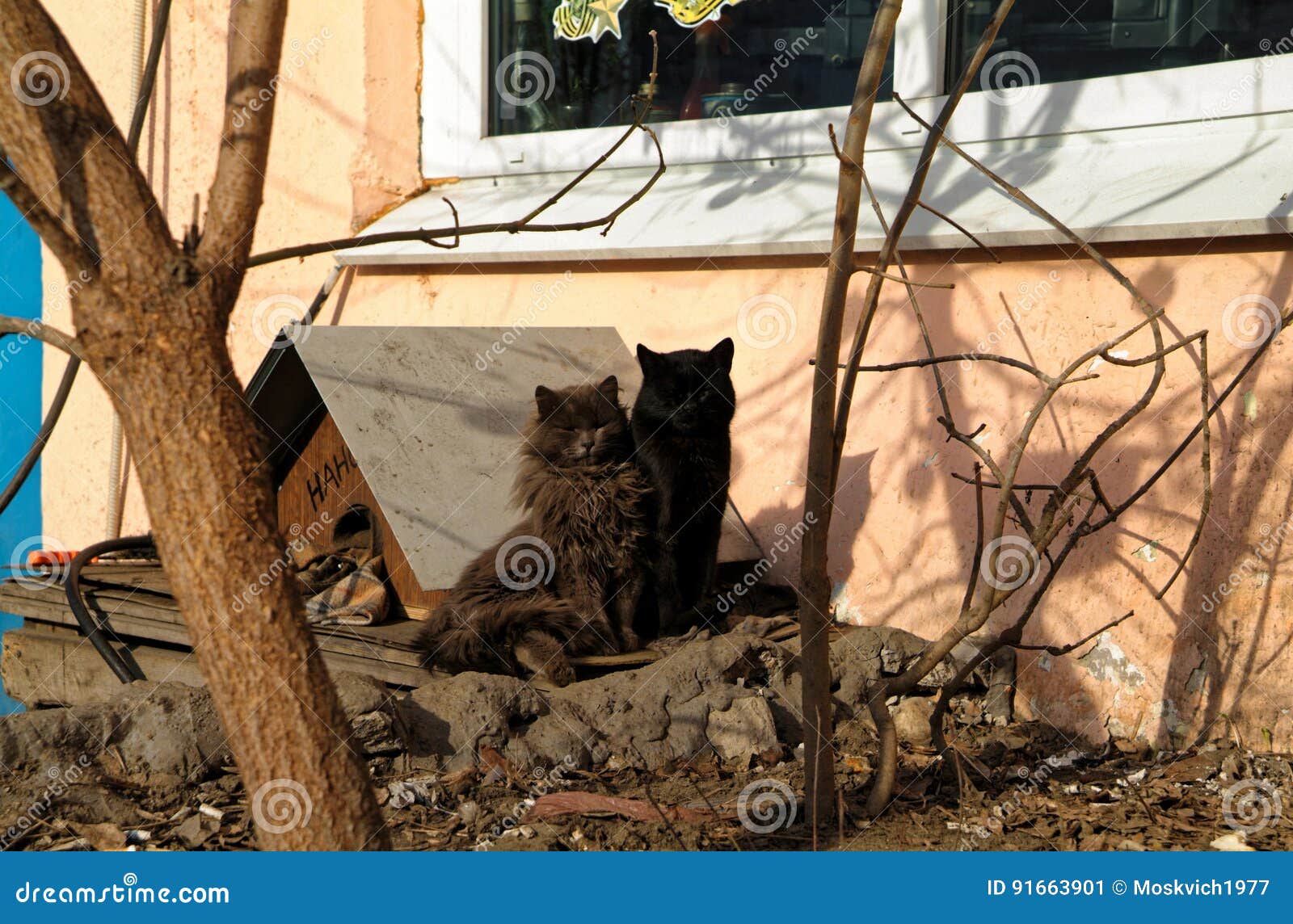Cats Security Guards in the Industrial Zone Stock Image - Image of ...