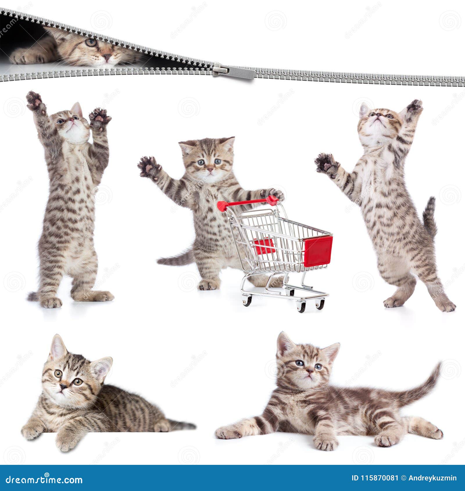 Cats set isolated stock image. Image of clean, cute - 115870081