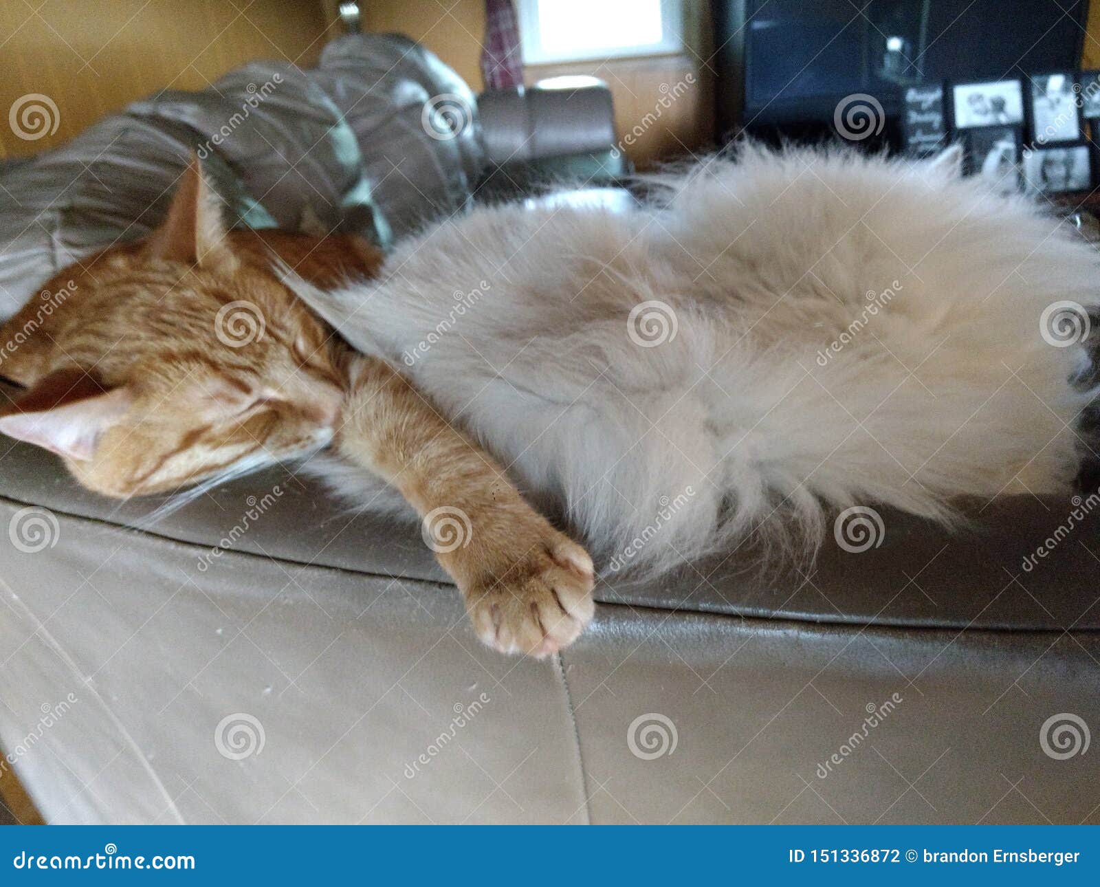 2 cats stock photo. Image of ragdoll, shelf, male, sleeping - 151336872