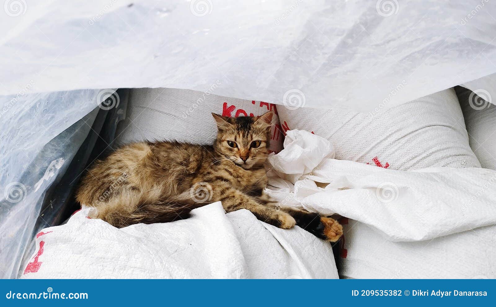 Cats Shelter Under Plastic Tarp Editorial Photography - Image of kitten ...