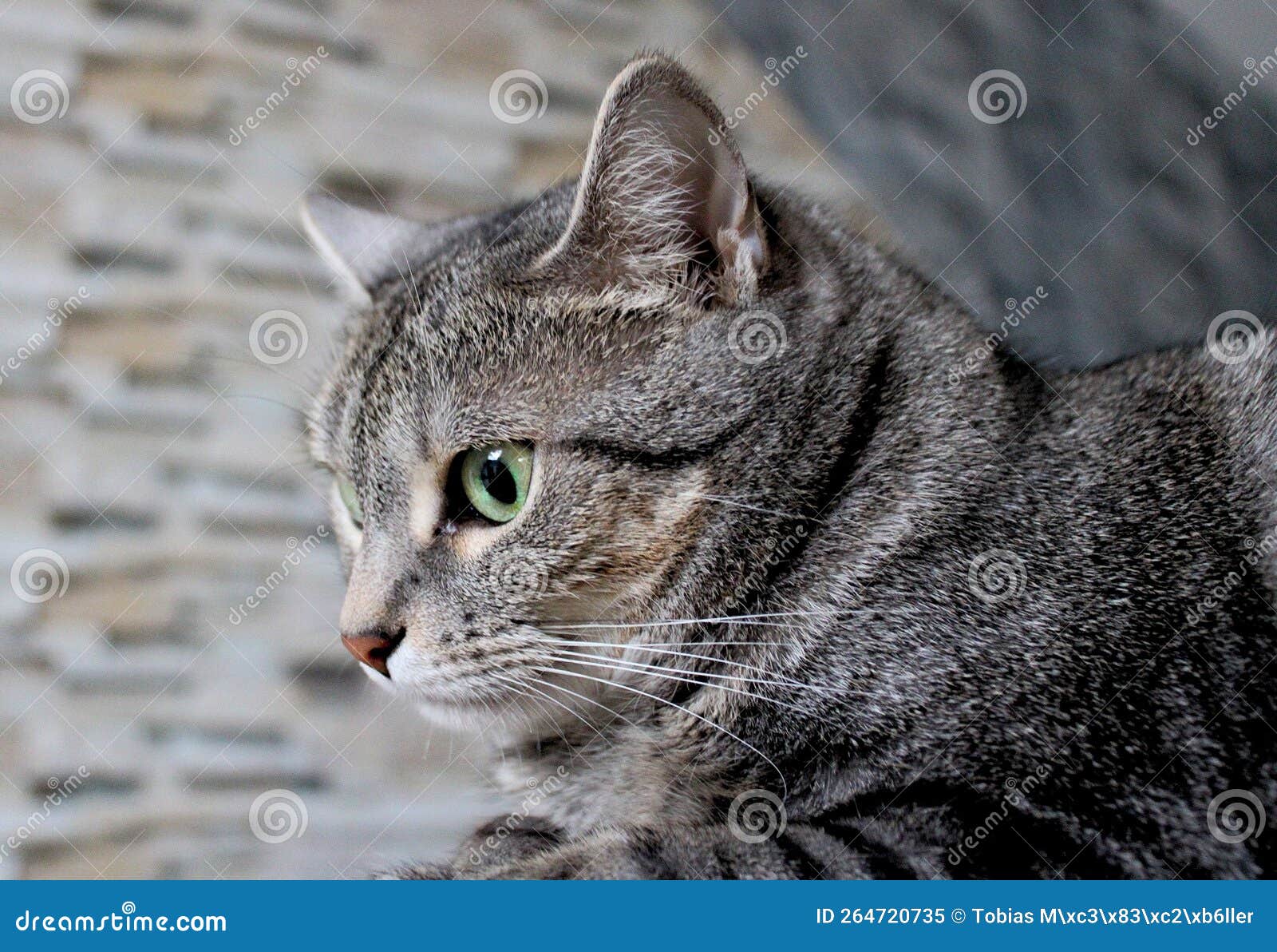 Cats side profile stock image. Image of wildlife, whiskers - 264720735