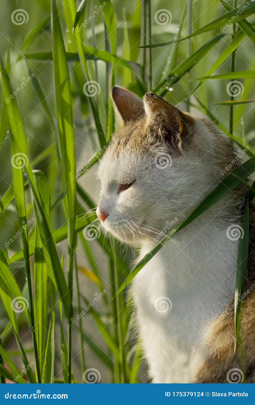 Cats Sit in the Morning Sun in the Field Stock Photo - Image of ...