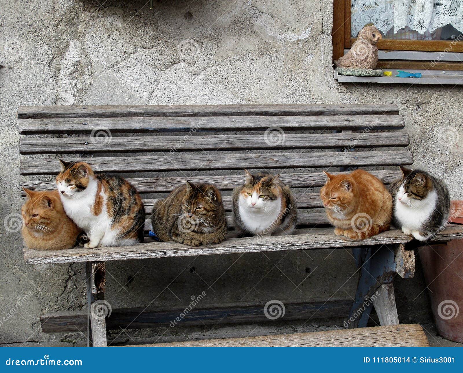 Cats sitting on a bench stock photo. Image of kitty - 111805014