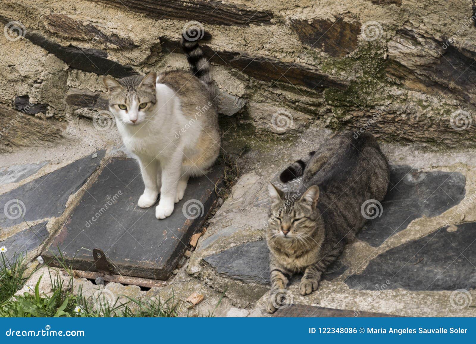 Two cats resting. stock photo. Image of quietly, feline - 122348086