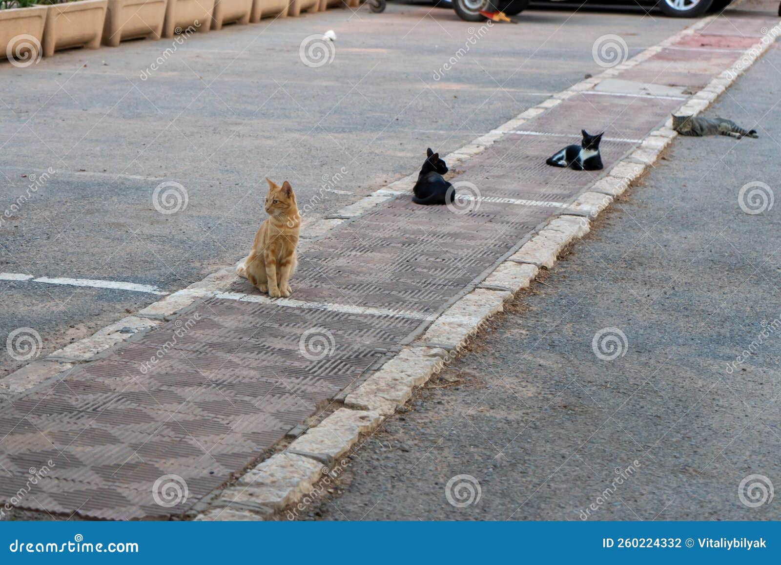 Cats sitting on road stock photo. Image of summer, ground - 260224332