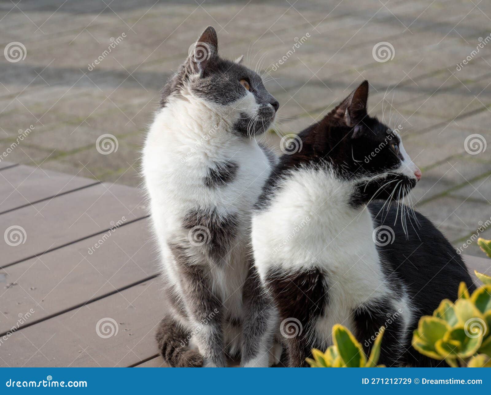 Cats Sitting Side-by-side Looking Backward Stock Image - Image of white ...