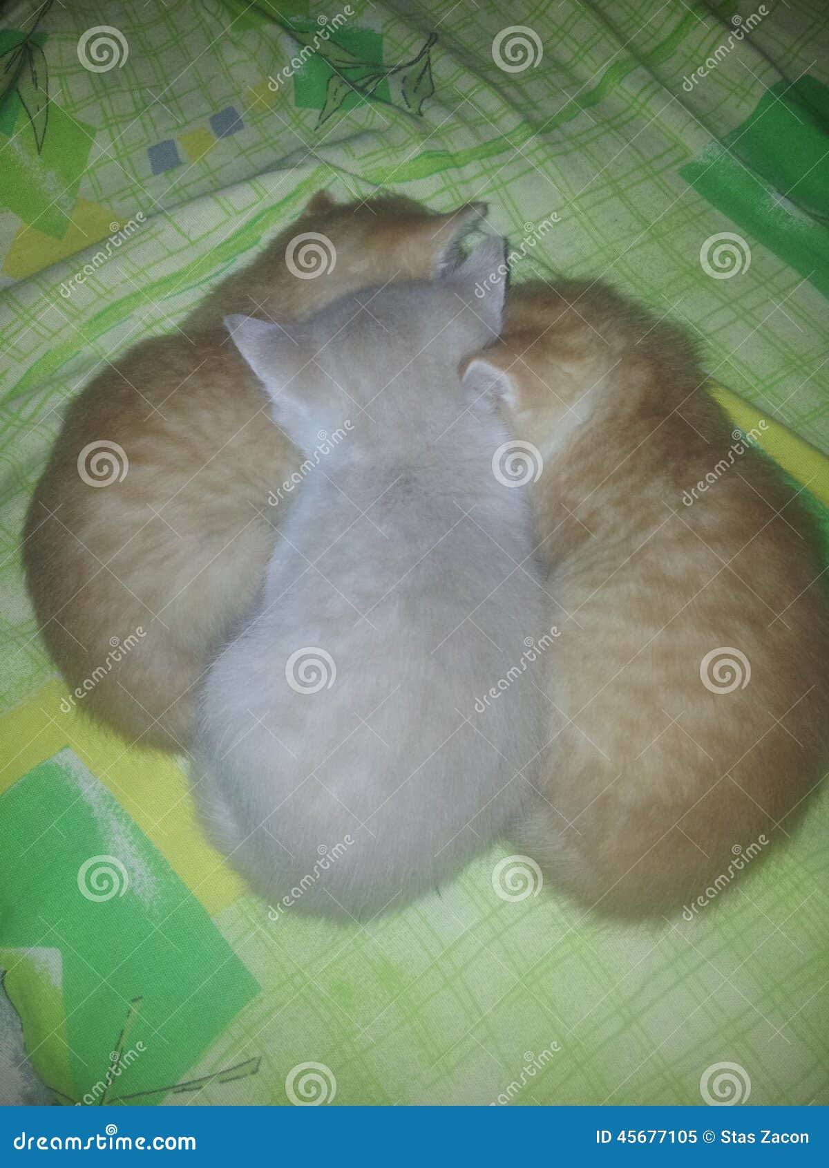 Cats stock image. Image of sleep, mimi, cats, litle, cute - 45677105