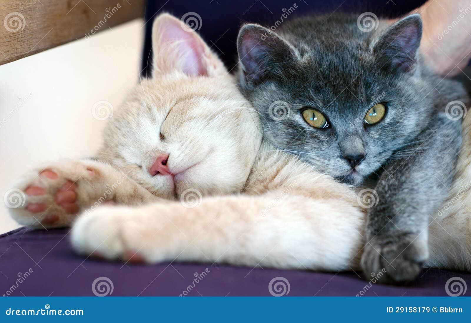 Cats sleeping stock image. Image of lovely, asleep, companion - 29158179