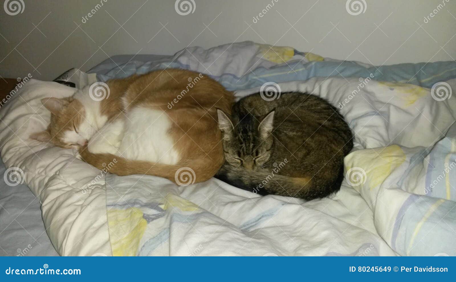 Cats sleeping stock image. Image of cats, sleeping, together - 80245649