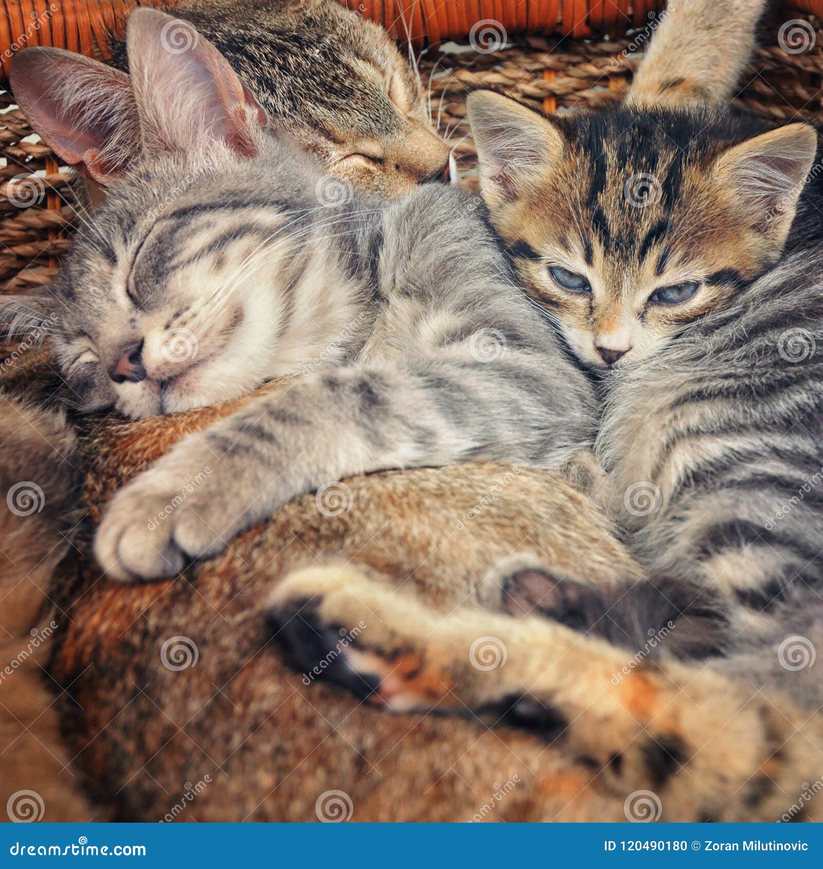 Cats sleeping in a box stock photo. Image of adorable - 120490180