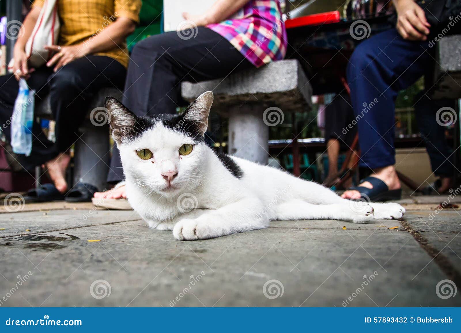 Cats Sleeping Bus Stop Stock Photos - Free & Royalty-Free Stock Photos ...