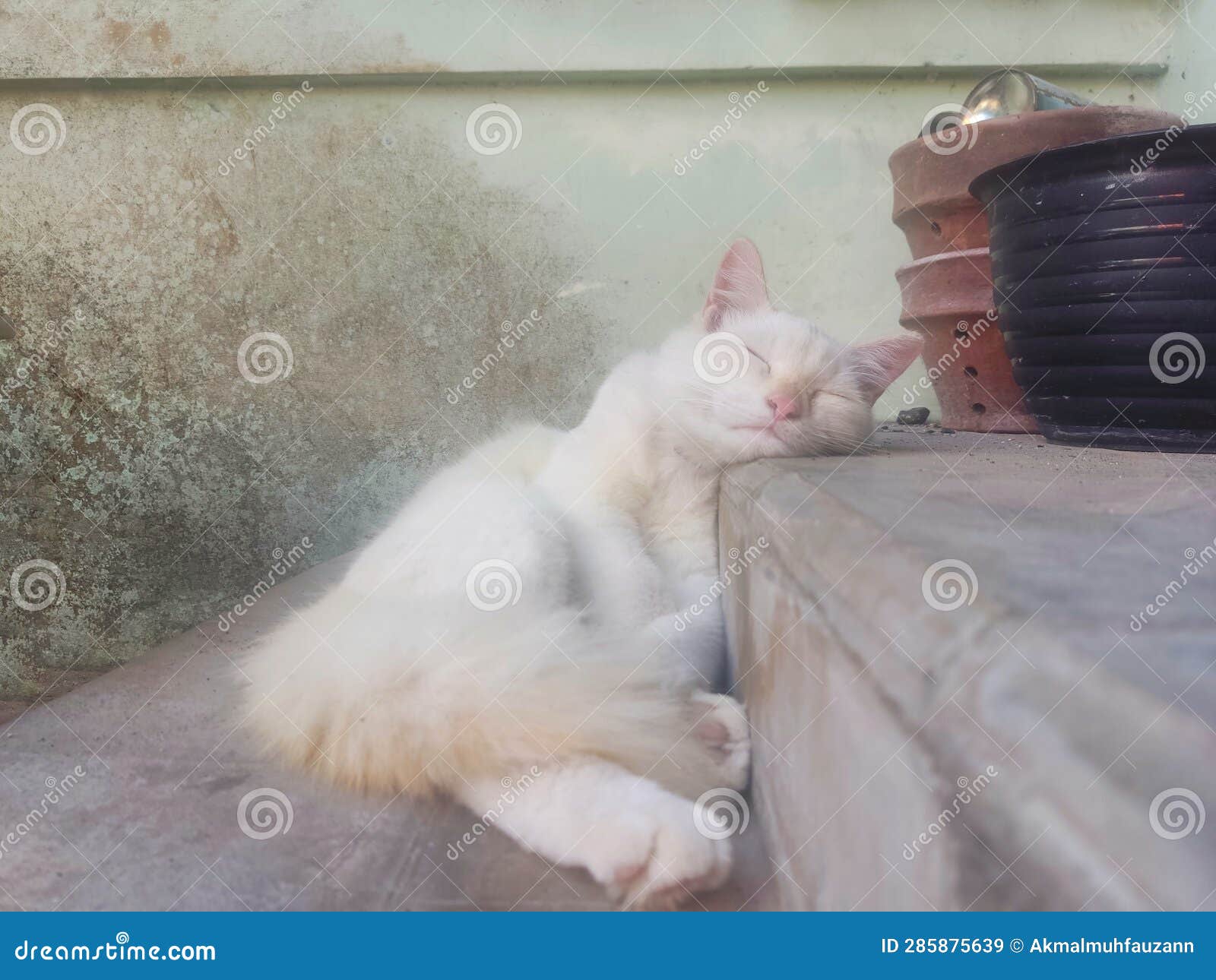Cats Sleeping with Its Head Resting on the Stairs Stock Image - Image ...