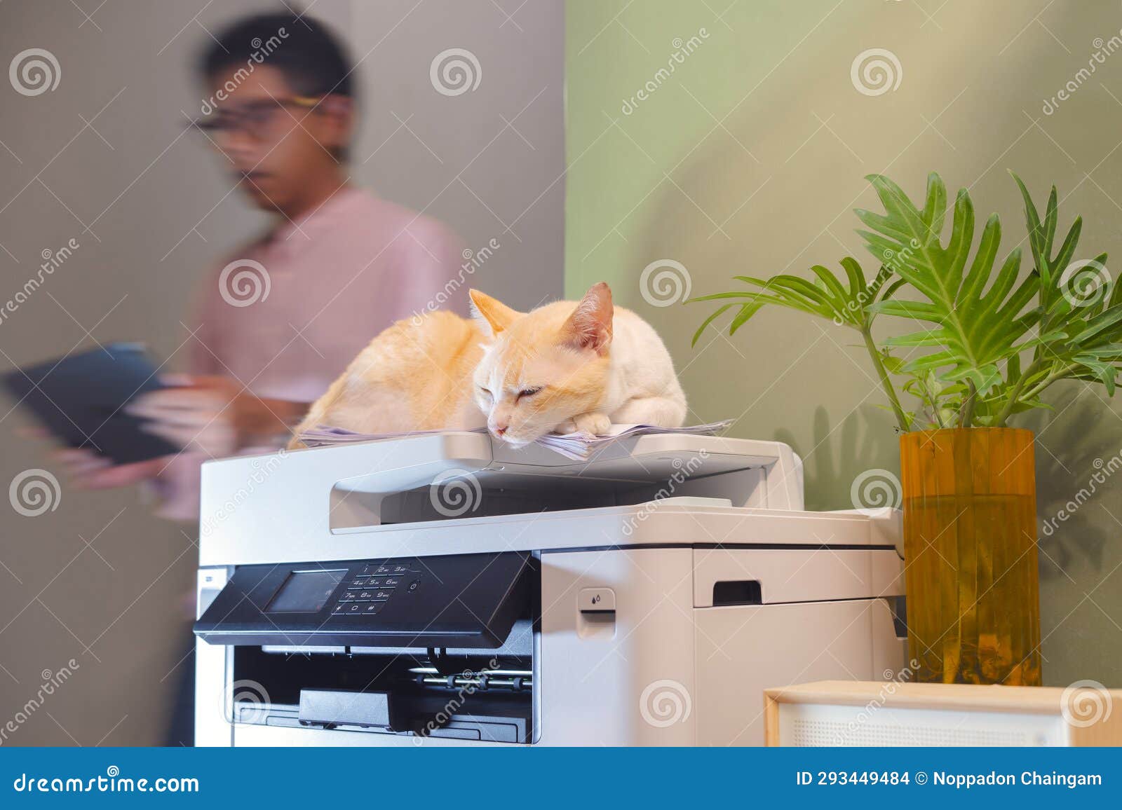 Cats Office Staff. The , Table, Tablet, Working Environment. The Chief ...