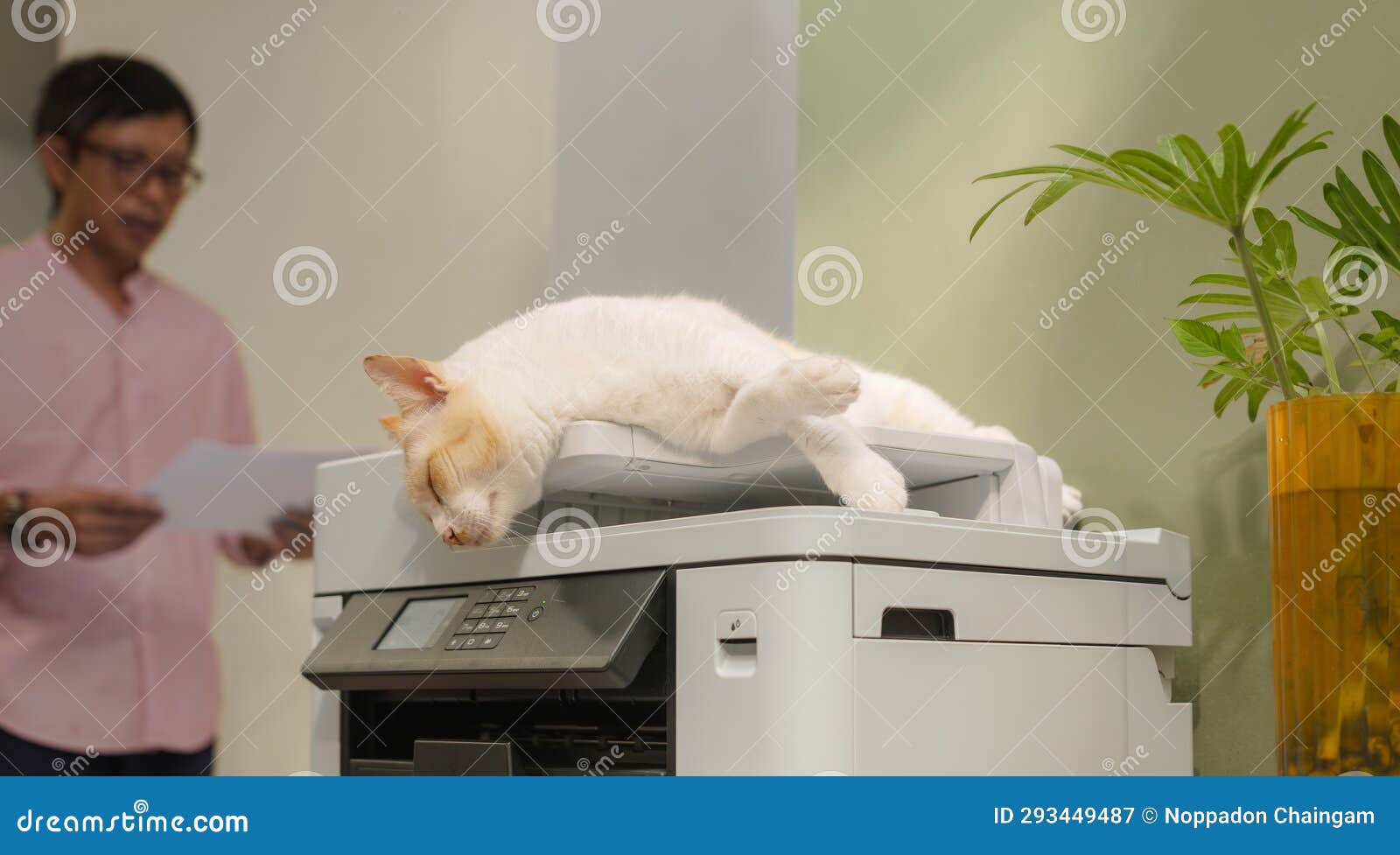 Cats Sleeping on a Multifunction Laser Printer in the Home Office ...