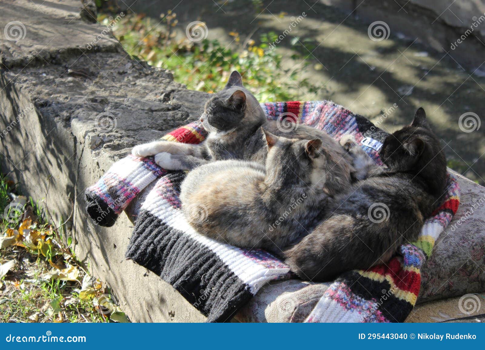 Cats sleeping outdoors stock photo. Image of cats, weather - 295443040