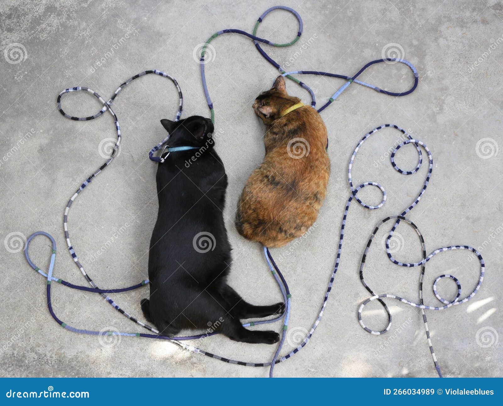 Cats Sleeping on Rope Pattern Stock Image - Image of rope, black: 266034989