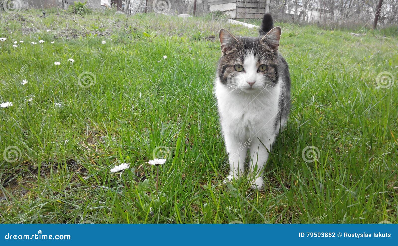Cats spring stock photo. Image of nice, grass, young - 79593882